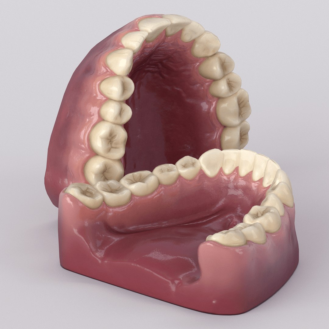 Realistic Teeth 3D Model - TurboSquid 1252964