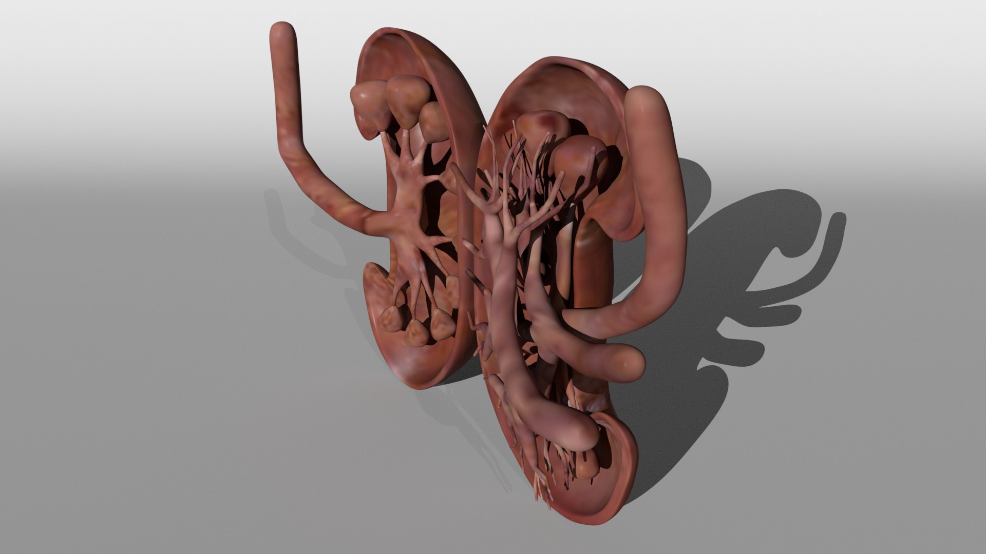 Kidney 3D - TurboSquid 2266804