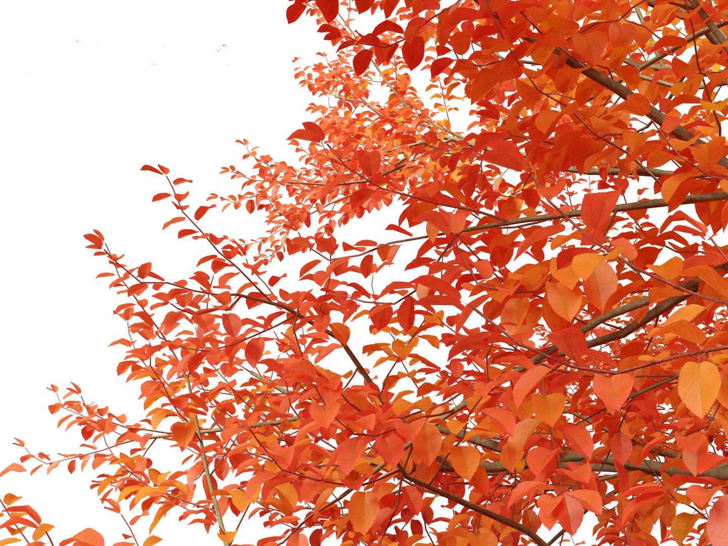 3D Amelanchier lamarckii - juneberry 01 model - TurboSquid 2152107