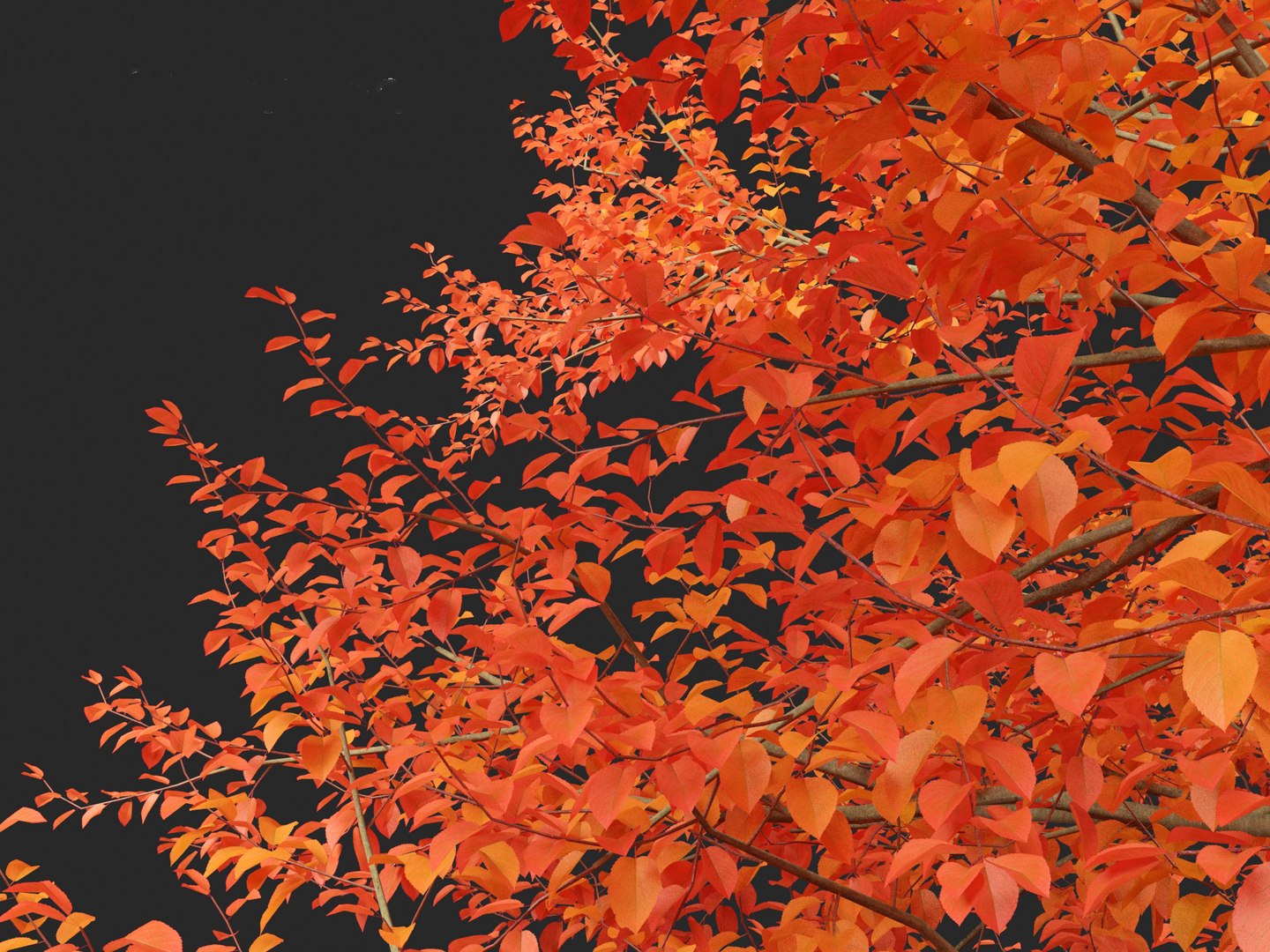 3D Amelanchier lamarckii - juneberry 01 model - TurboSquid 2152107