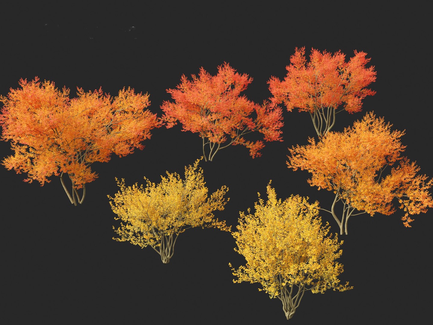3D Amelanchier lamarckii - juneberry 01 model - TurboSquid 2152107