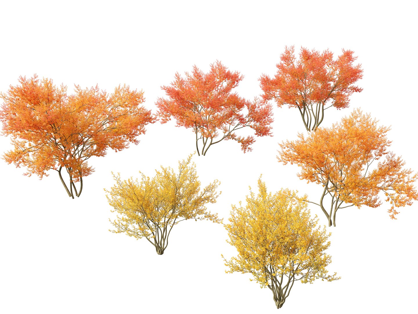 3D Amelanchier lamarckii - juneberry 01 model - TurboSquid 2152107
