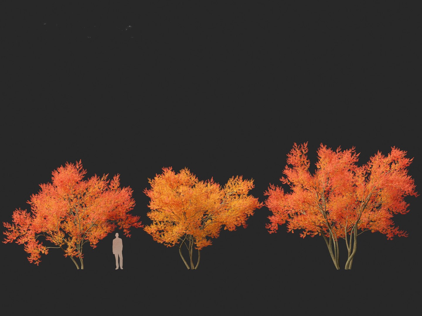 3D Amelanchier lamarckii - juneberry 01 model - TurboSquid 2152107