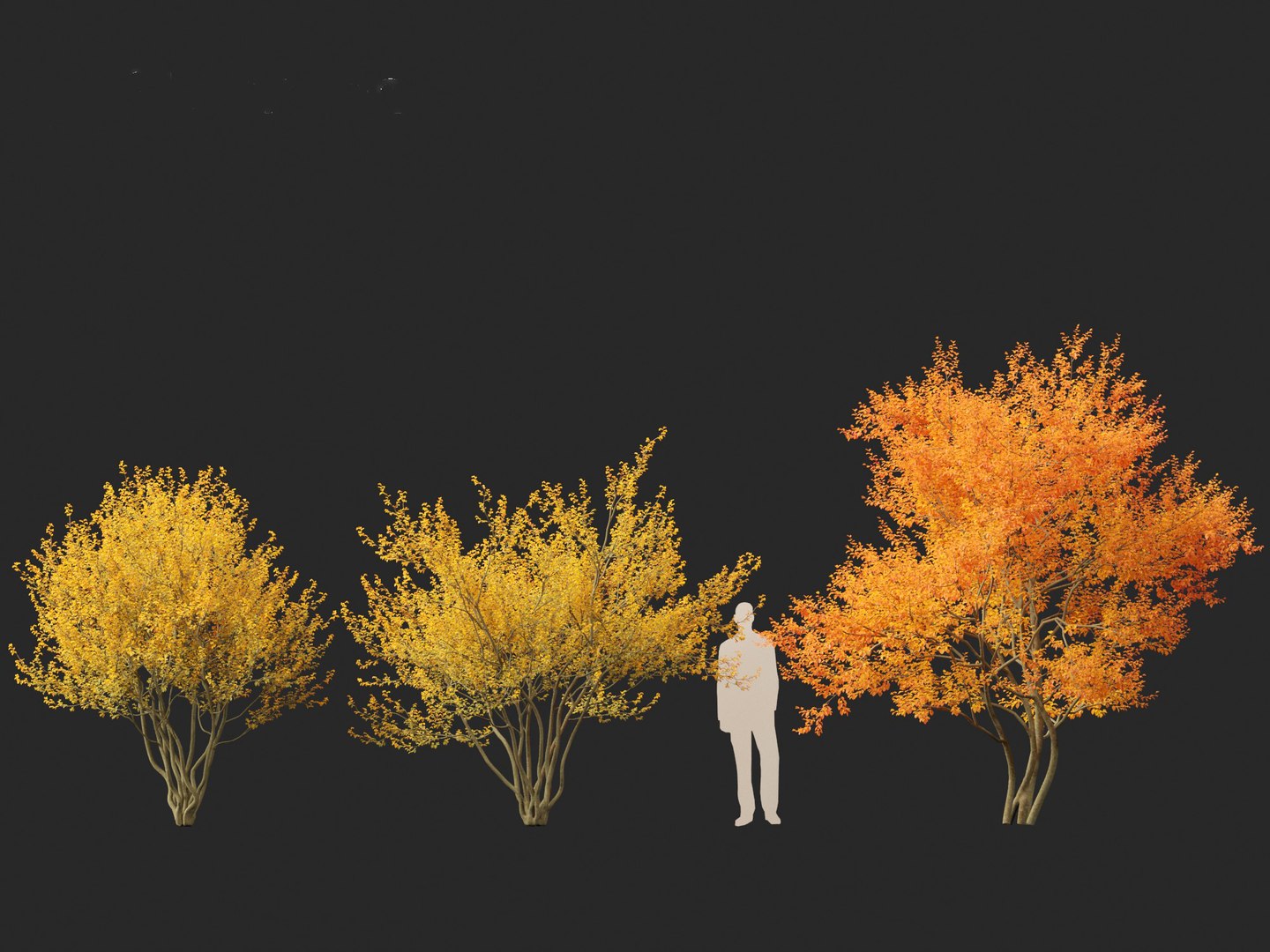 3D Amelanchier lamarckii - juneberry 01 model - TurboSquid 2152107