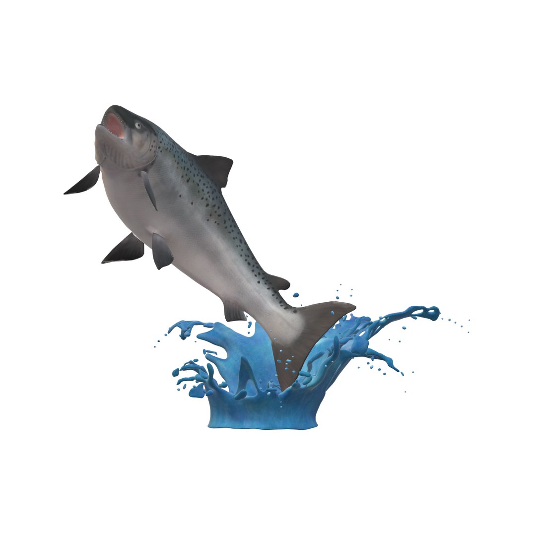Leaping Salmon Model - TurboSquid 2412931
