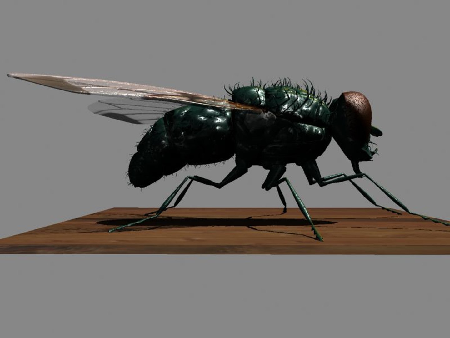 Maya Insect Fly