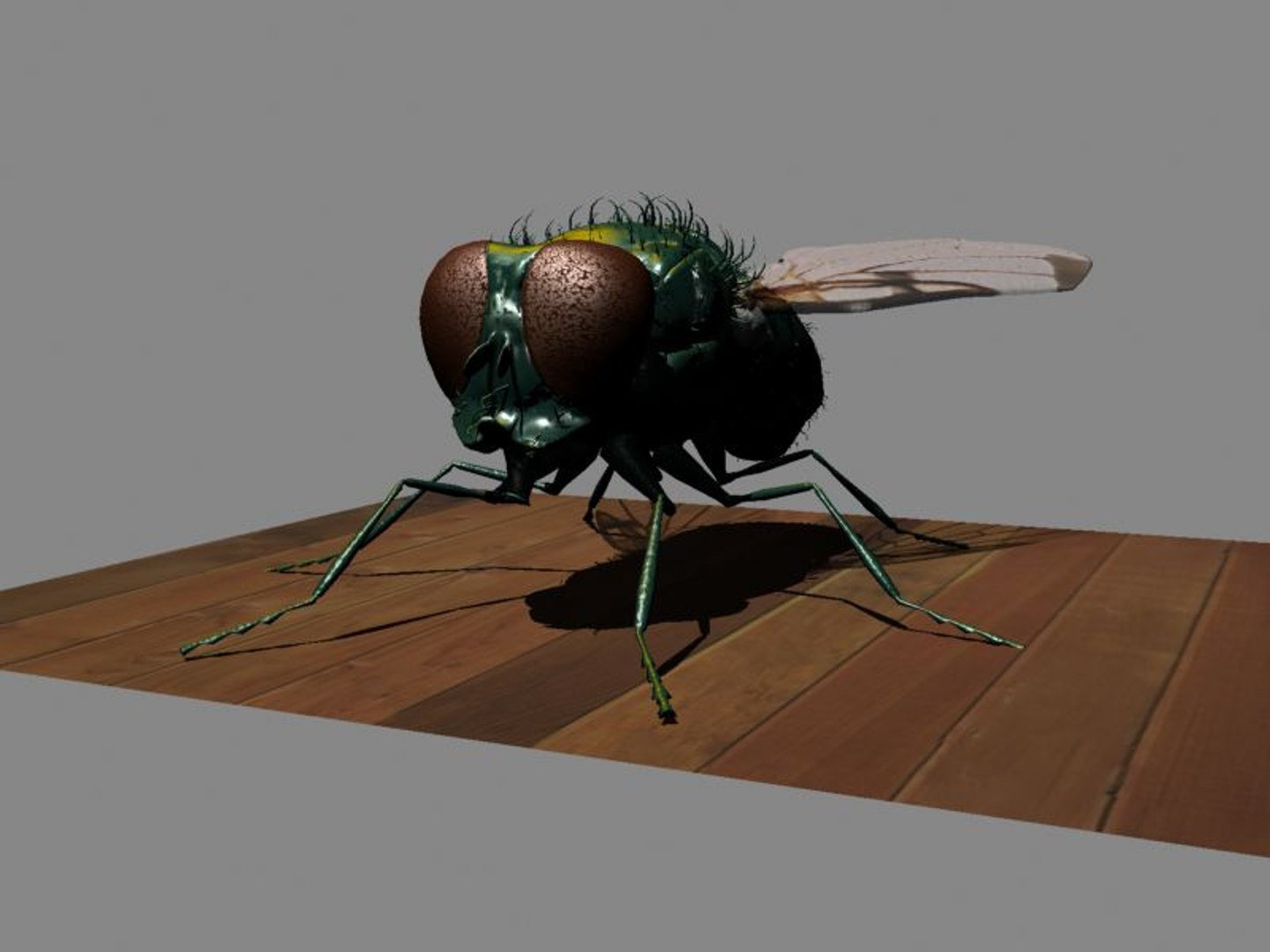 Maya Insect Fly