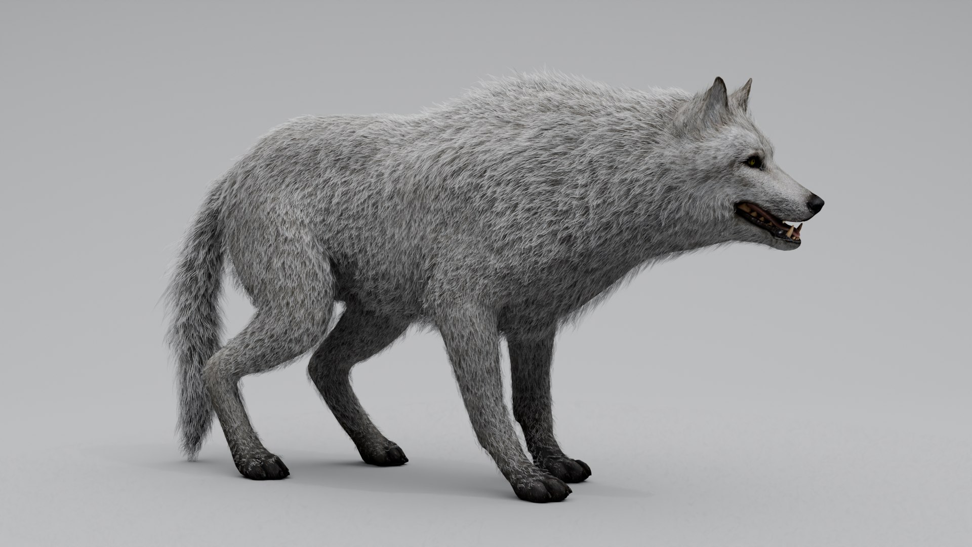 3D Wolf White - TurboSquid 2442207