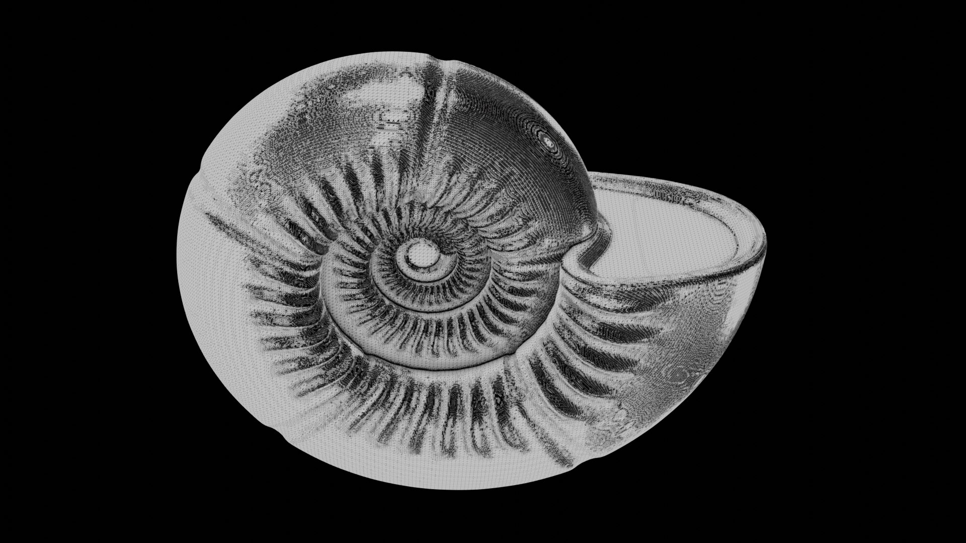 Ammonoid Shell With Umbilical Ribs And Constriction 3D - TurboSquid 2301351