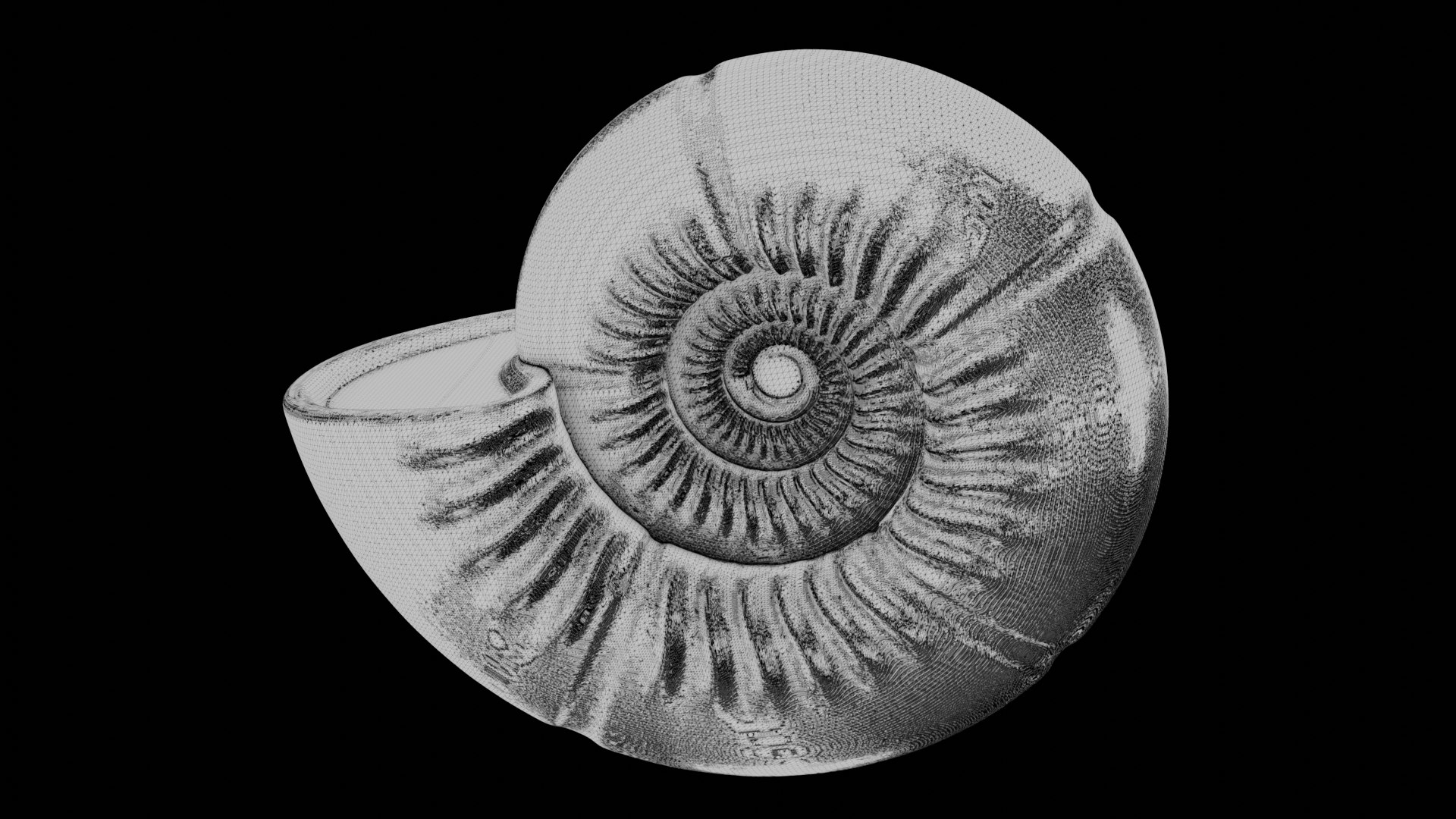 Ammonoid Shell With Umbilical Ribs And Constriction 3D - TurboSquid 2301351