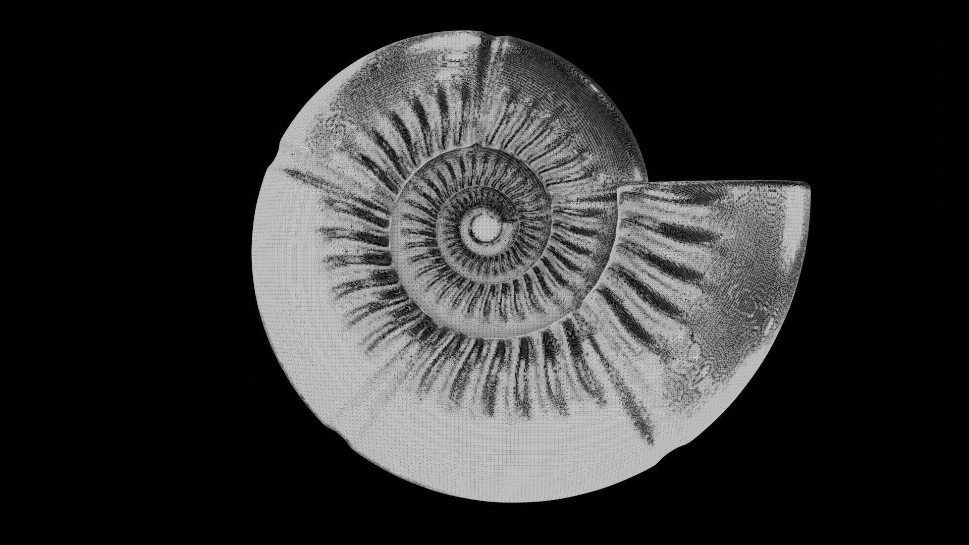 Ammonoid Shell With Umbilical Ribs And Constriction 3D - TurboSquid 2301351