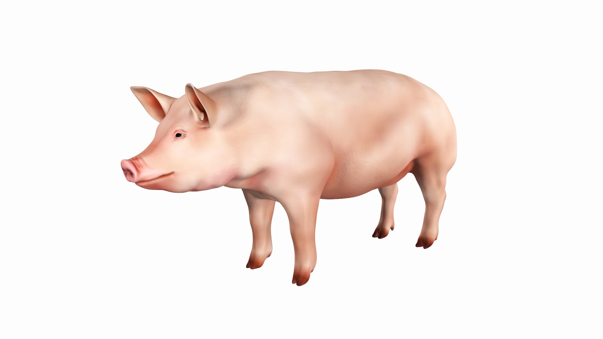 Pig Animal Mammal 3D - TurboSquid 1511620