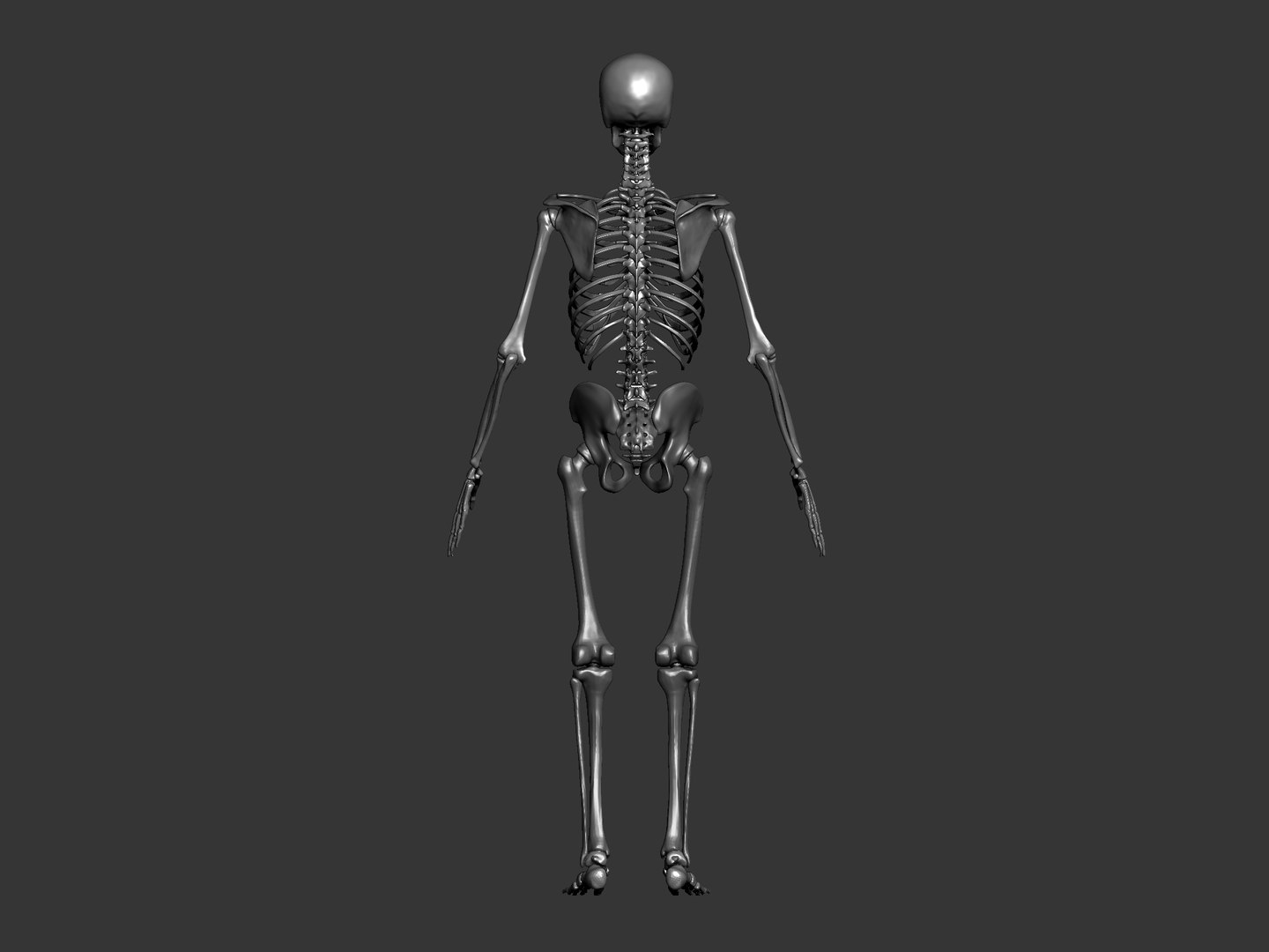 Human Skeleton Model - TurboSquid 2044915