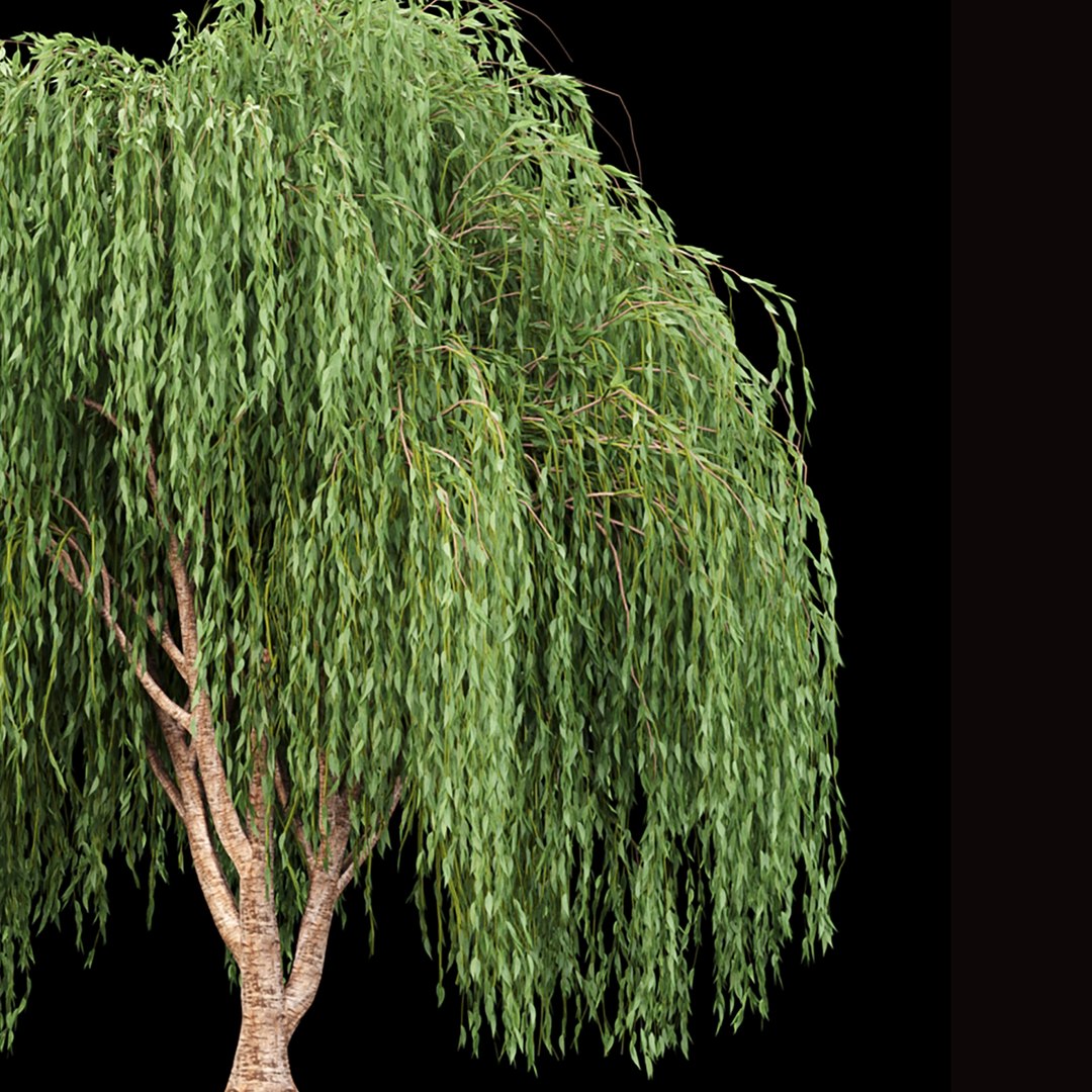 Willow Trees Vol 7 3D Model - TurboSquid 1947013