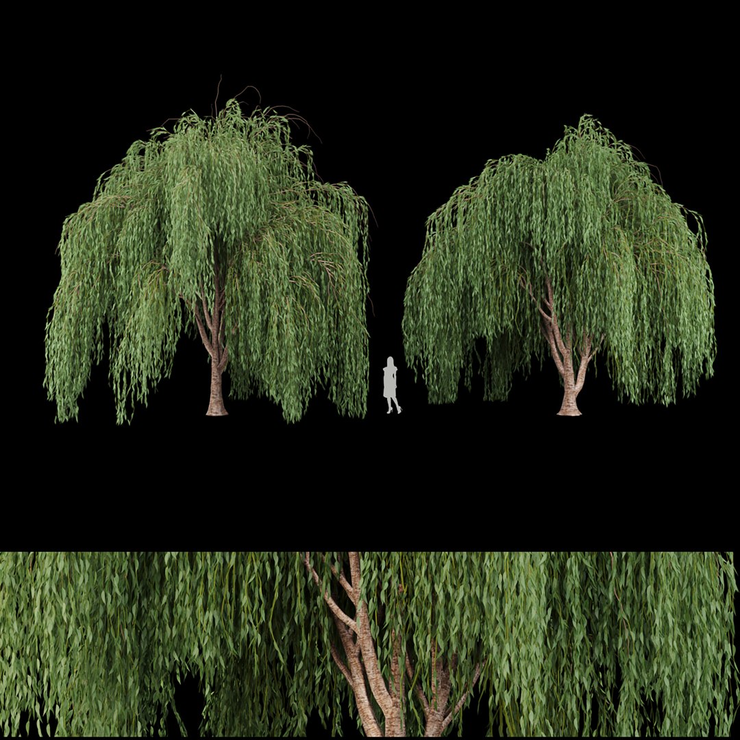 Willow Trees Vol 7 3D Model - TurboSquid 1947013