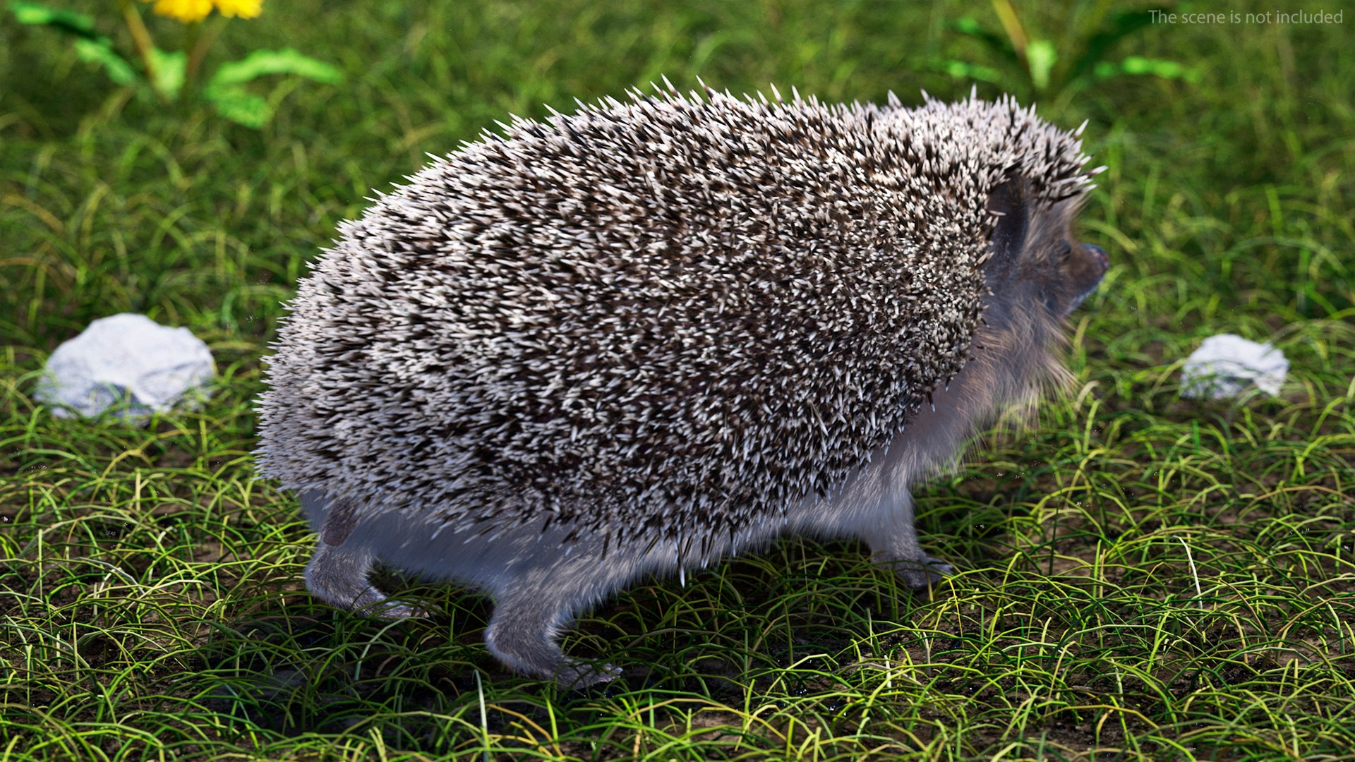 Hedgehog Black Fur 3D - TurboSquid 2081346