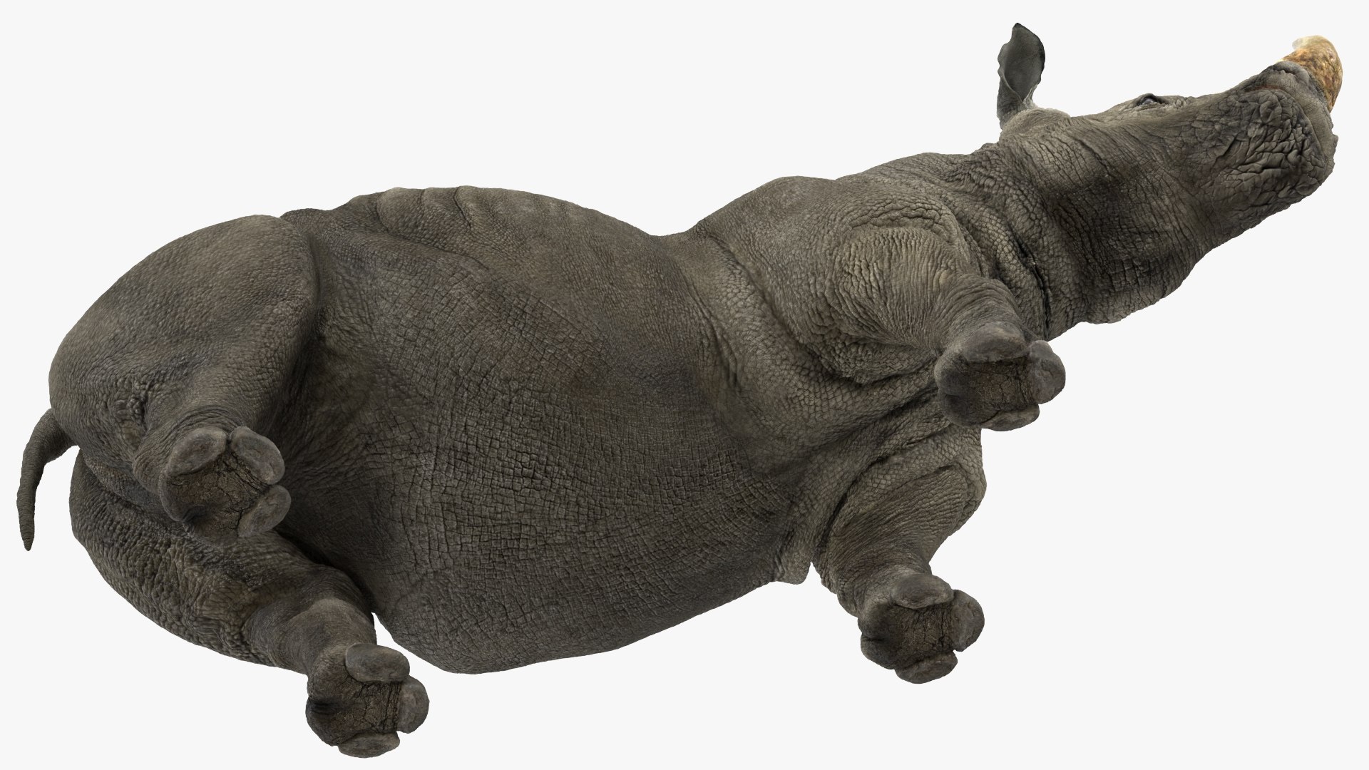 3D Rhino Standing Pose Model - TurboSquid 1675776