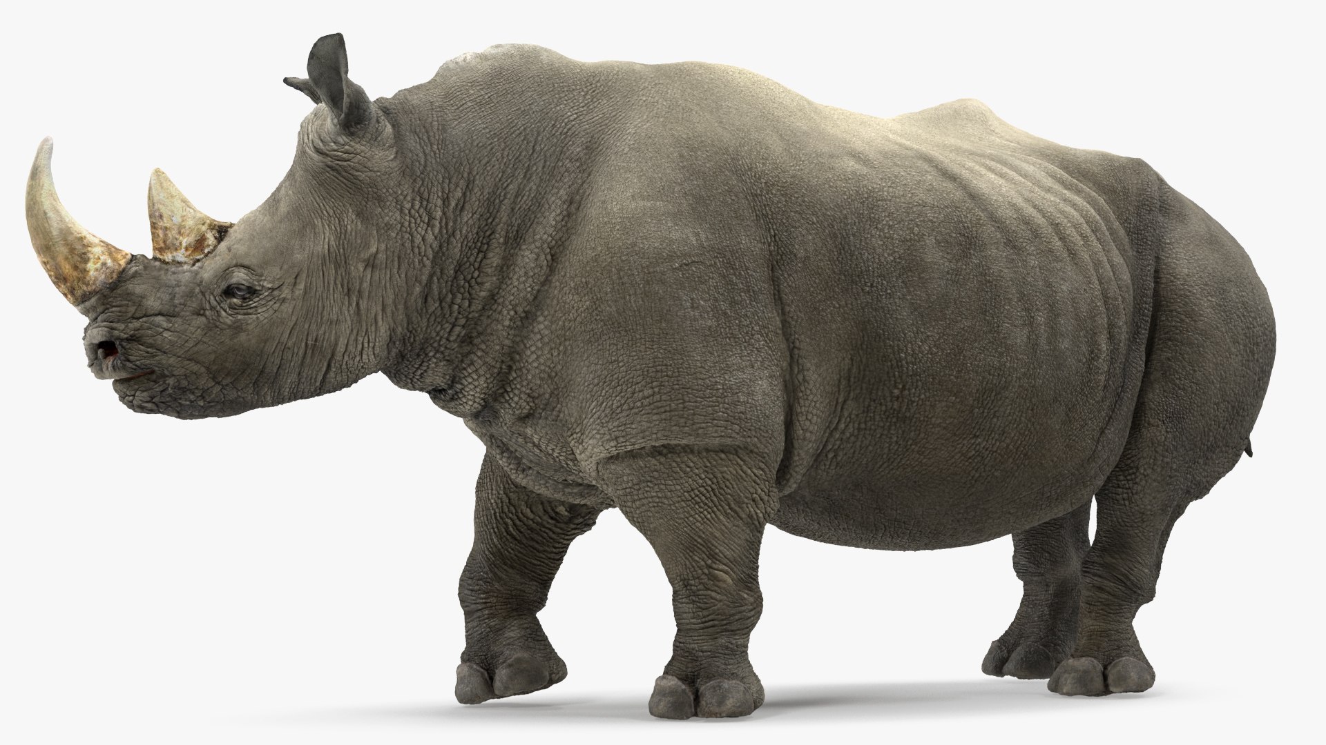 3D Rhino Standing Pose Model - TurboSquid 1675776