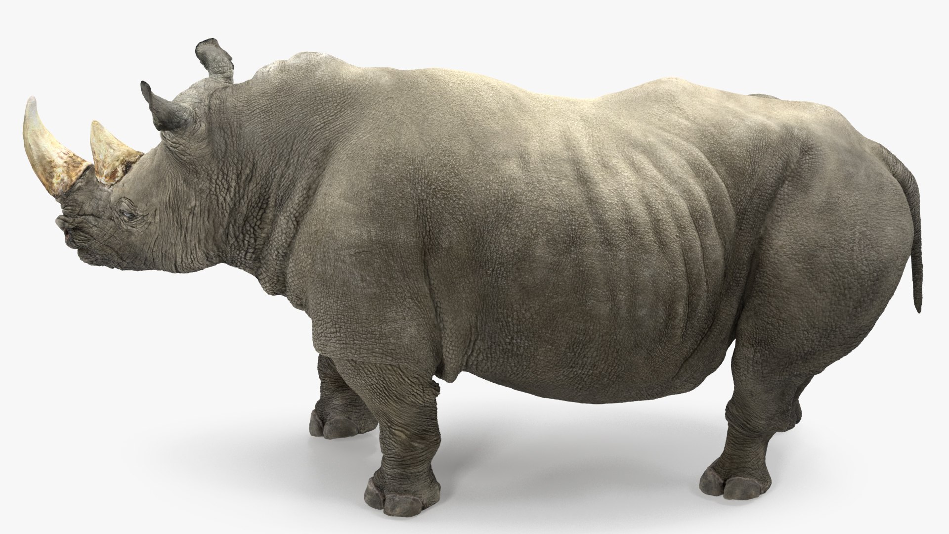 3D Rhino Standing Pose Model - TurboSquid 1675776