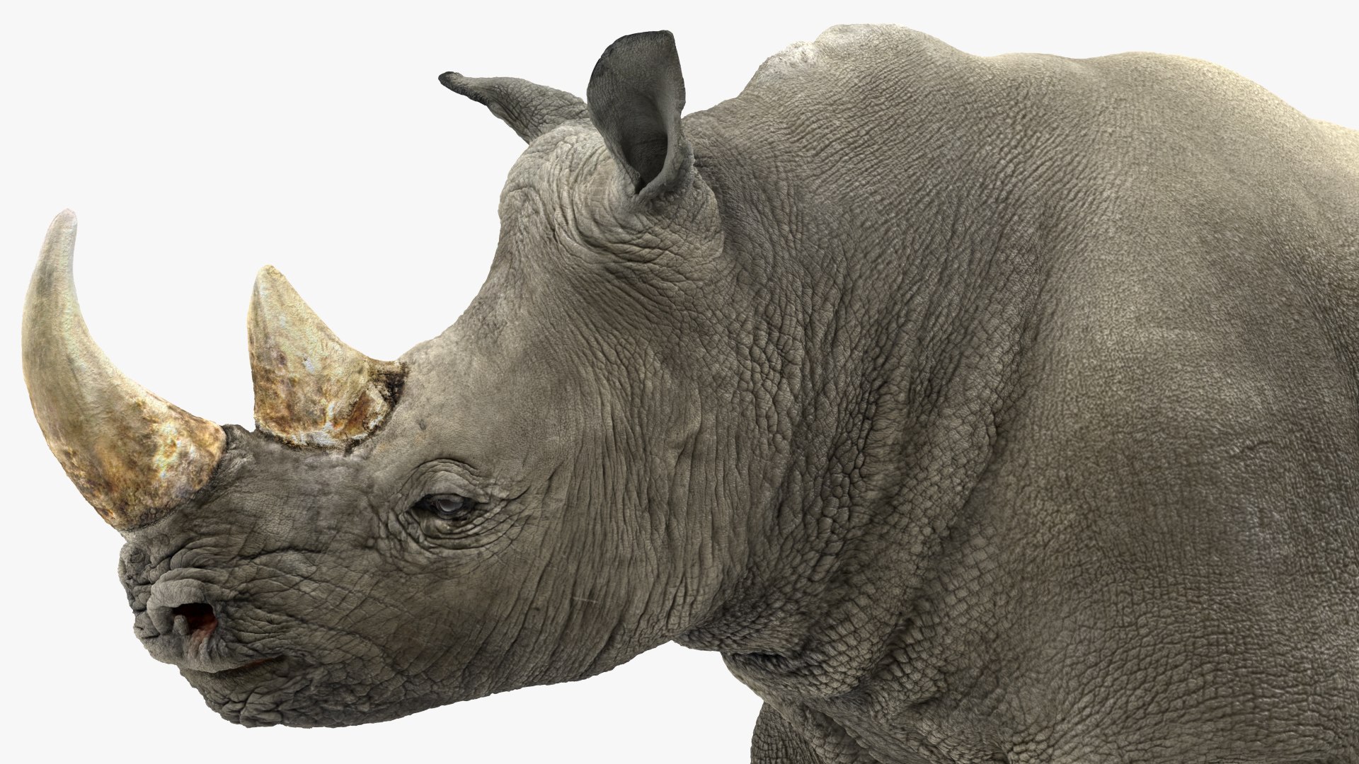 3D Rhino Standing Pose Model - TurboSquid 1675776