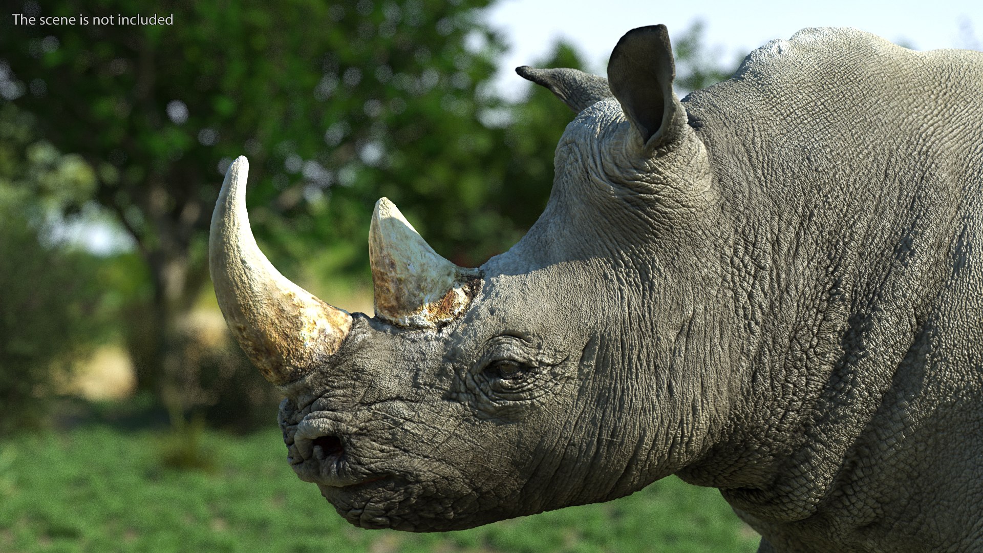 3D Rhino Standing Pose Model - TurboSquid 1675776