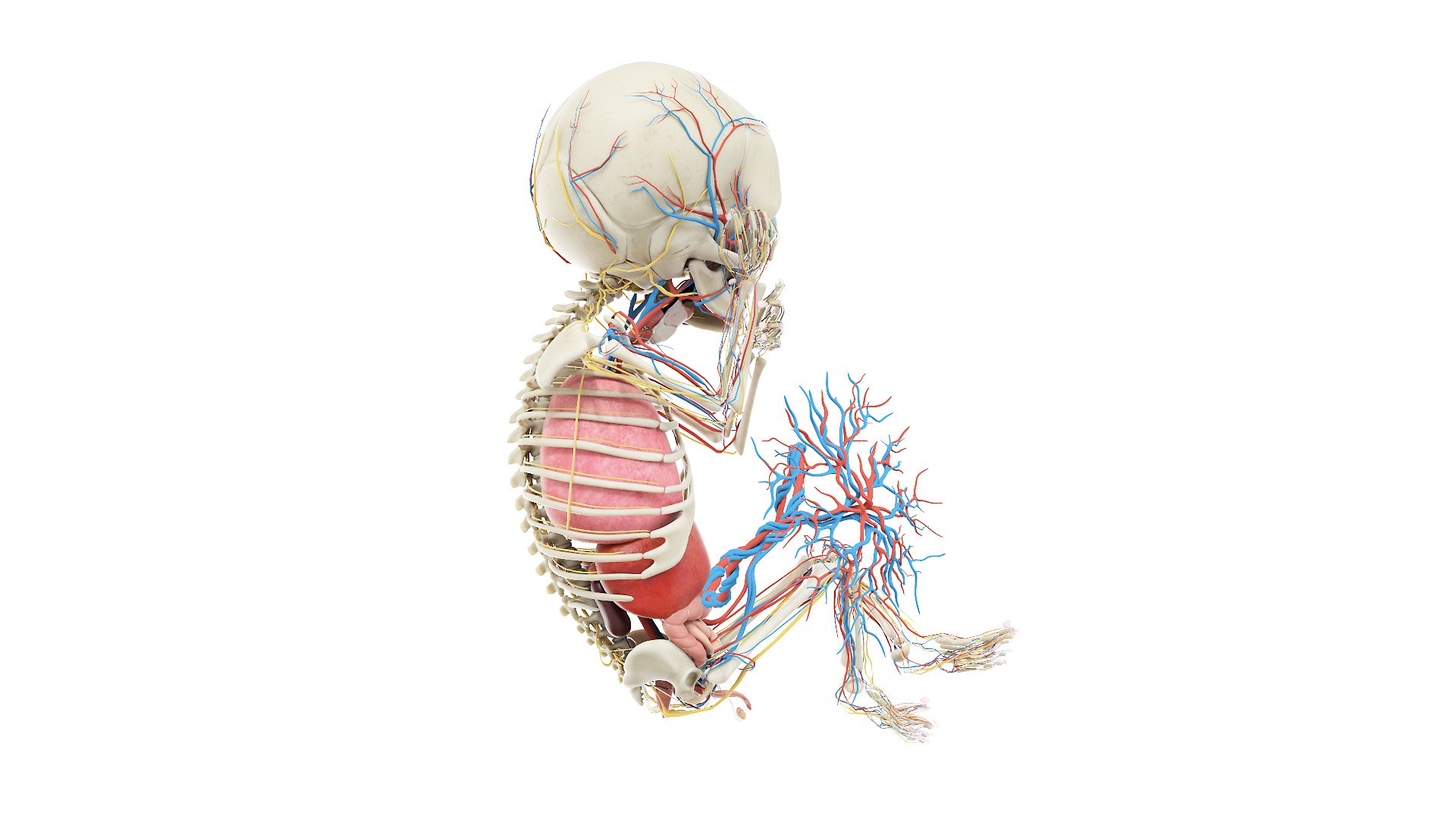 Fetus Anatomy Week 29 Static Model - TurboSquid 1834792