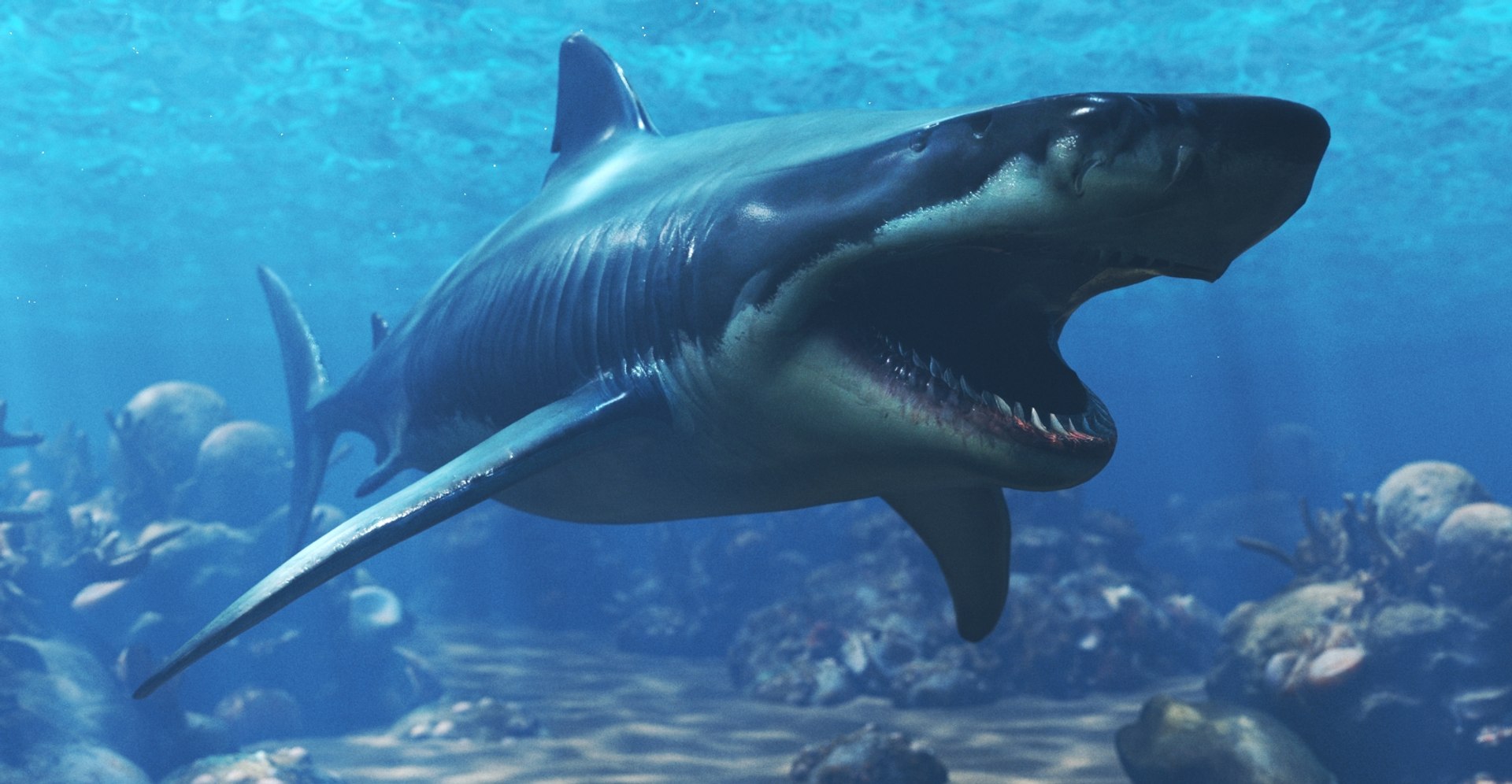 Shark Marine Life Pack 3D - TurboSquid 2339964