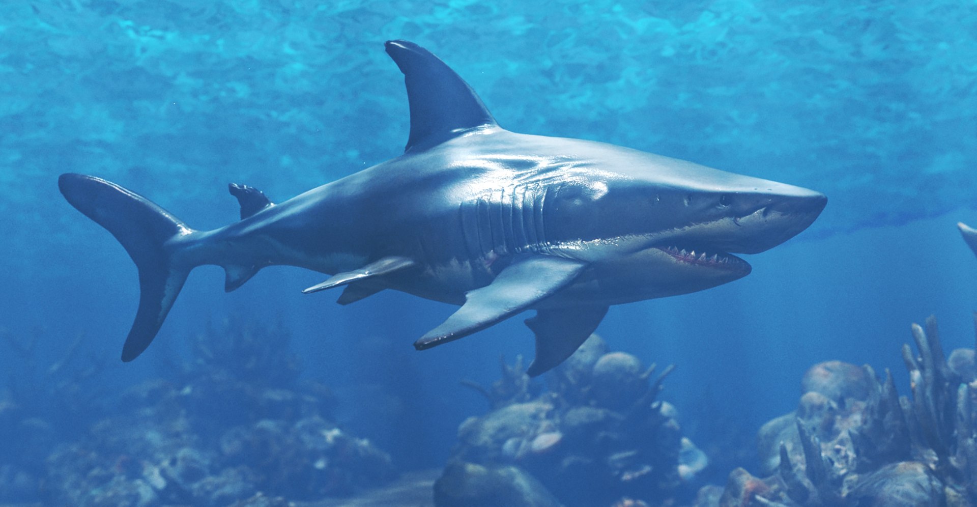 Shark Marine Life Pack 3D - TurboSquid 2339964