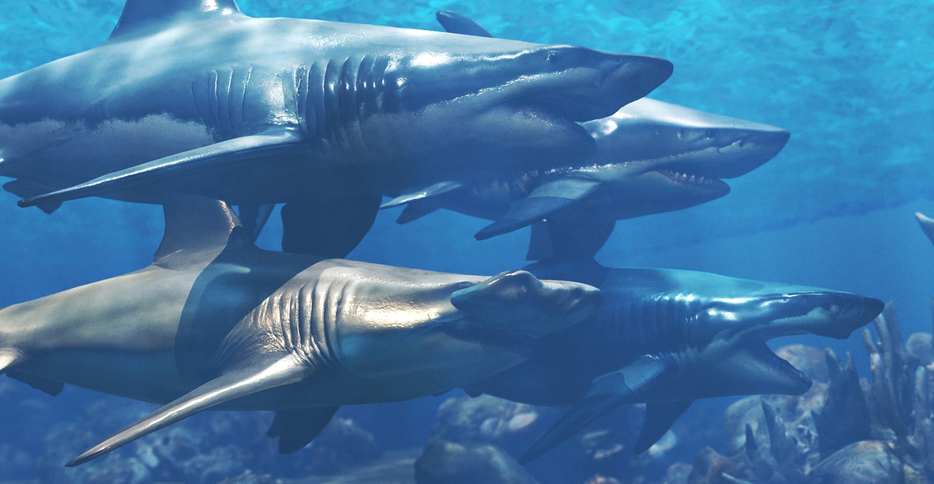 Shark Marine Life Pack 3D - TurboSquid 2339964
