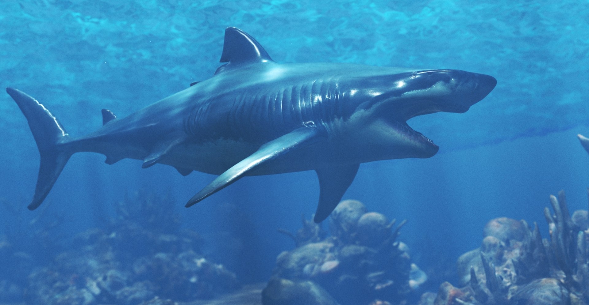 Shark Marine Life Pack 3D - TurboSquid 2339964