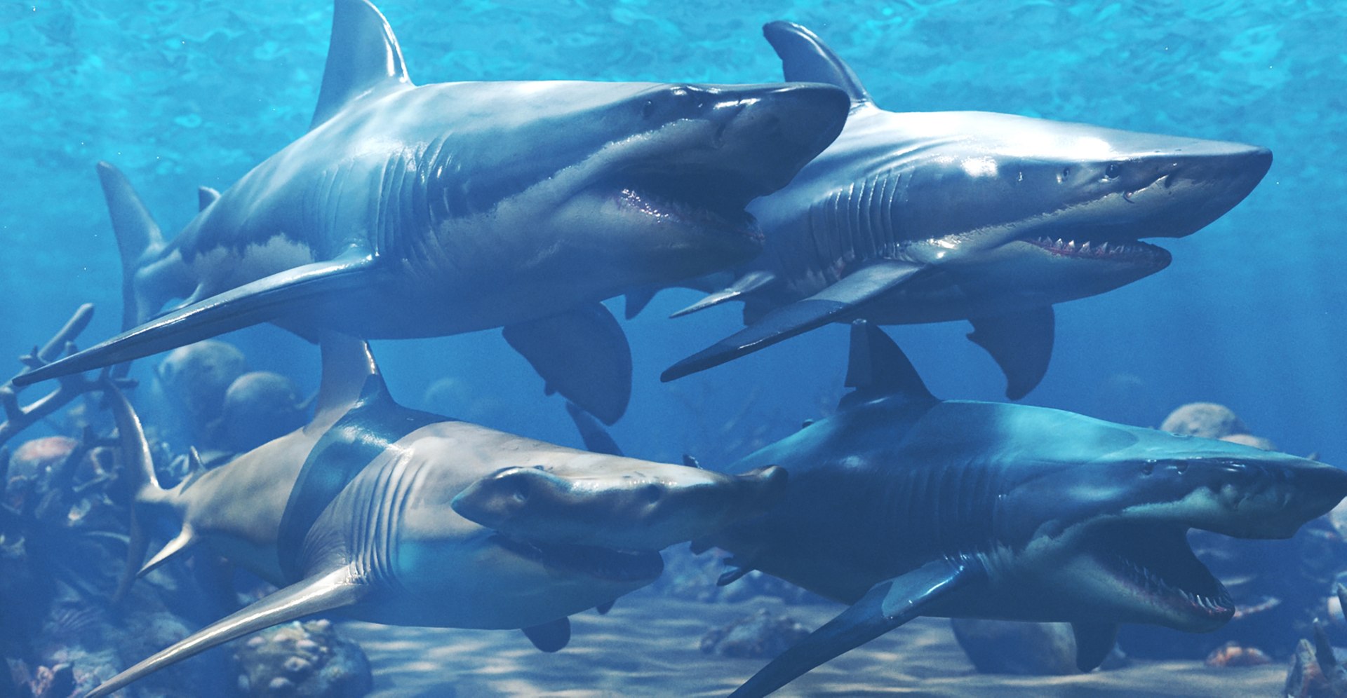 Shark Marine Life Pack 3D - TurboSquid 2339964