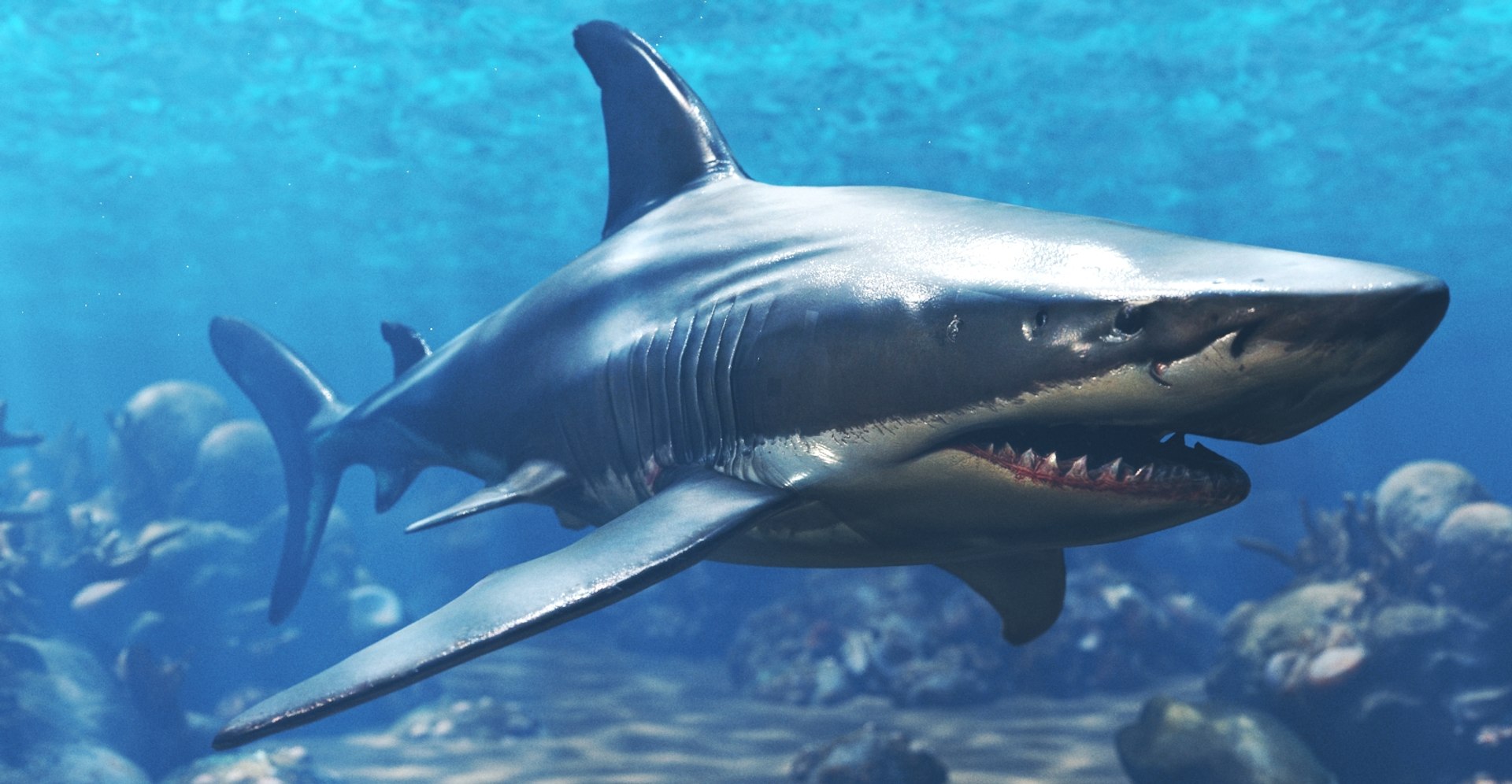 Shark Marine Life Pack 3D - TurboSquid 2339964