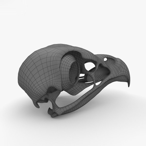 Bird skull 3D model - TurboSquid 1478651