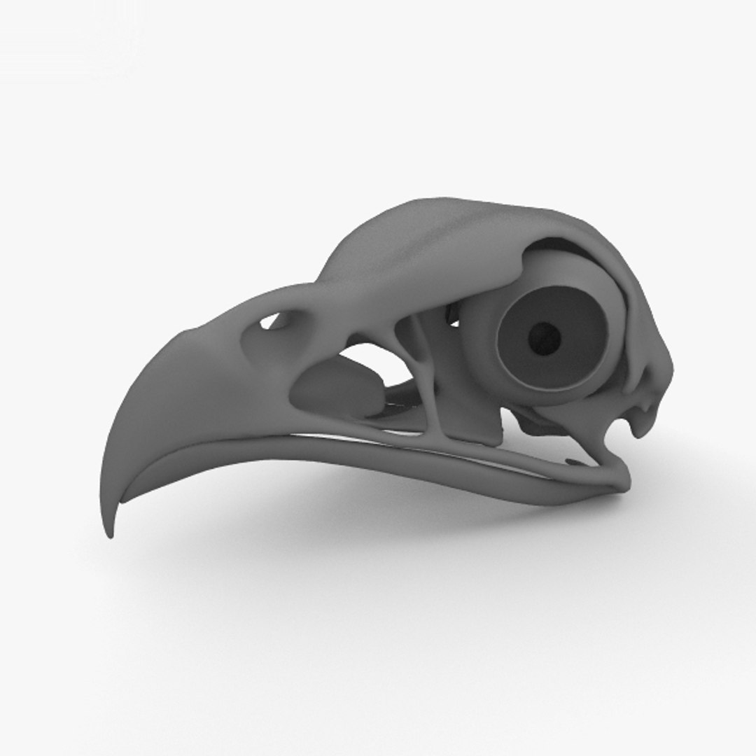Bird skull 3D model - TurboSquid 1478651