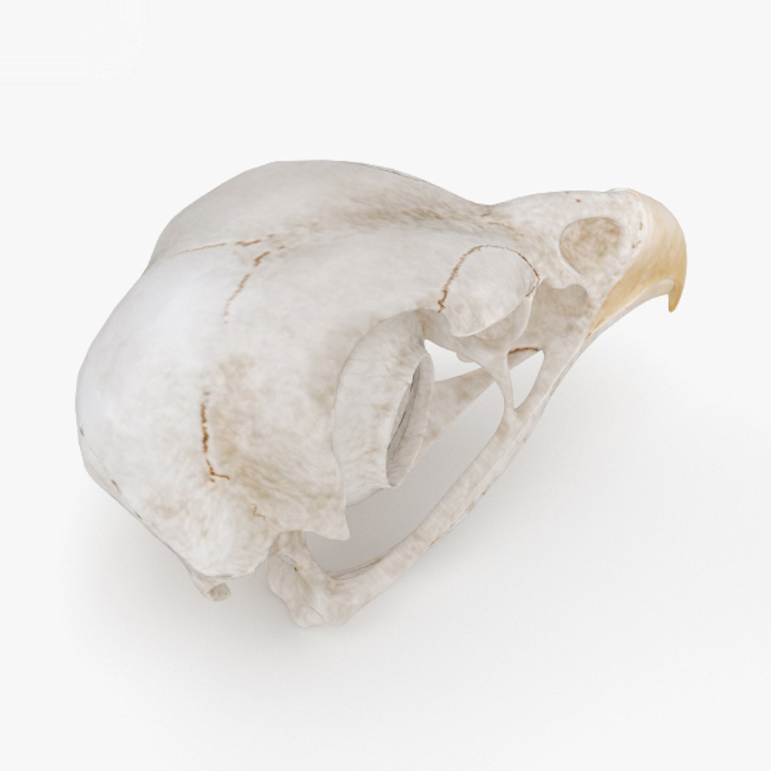 Bird skull 3D model - TurboSquid 1478651