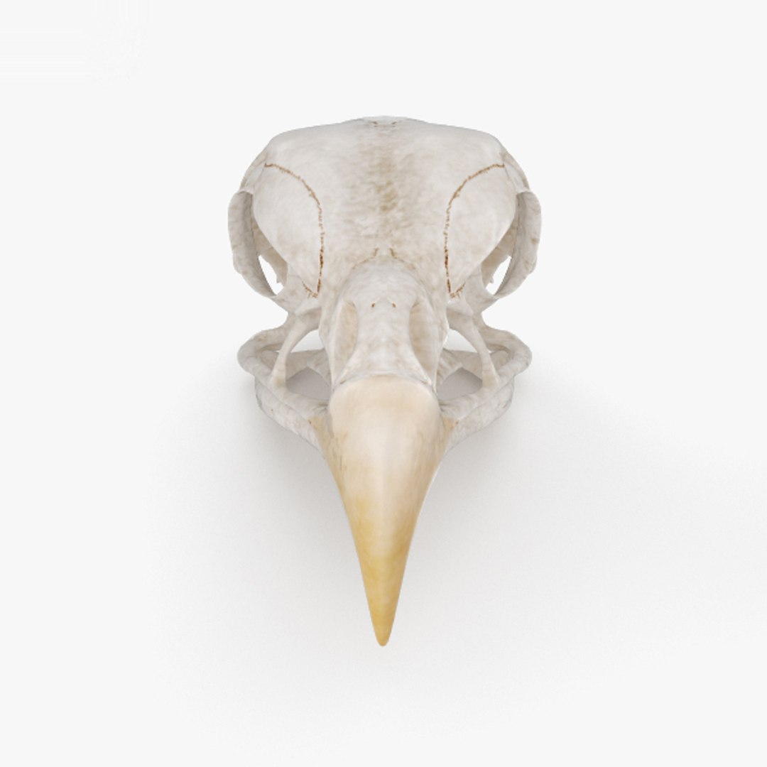 Bird skull 3D model - TurboSquid 1478651