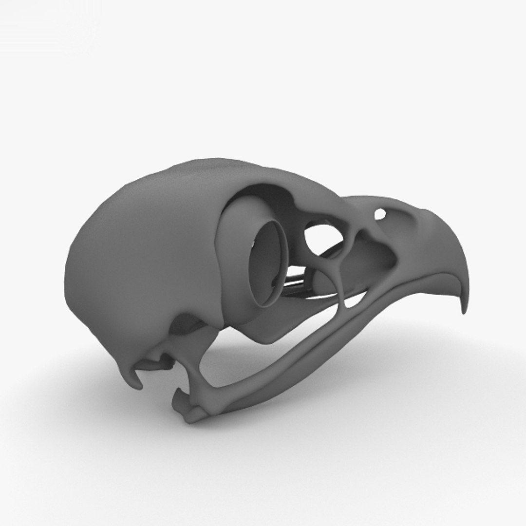 Bird skull 3D model - TurboSquid 1478651
