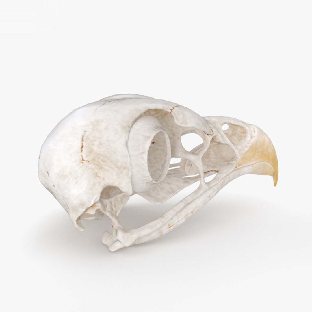 Bird skull 3D model - TurboSquid 1478651