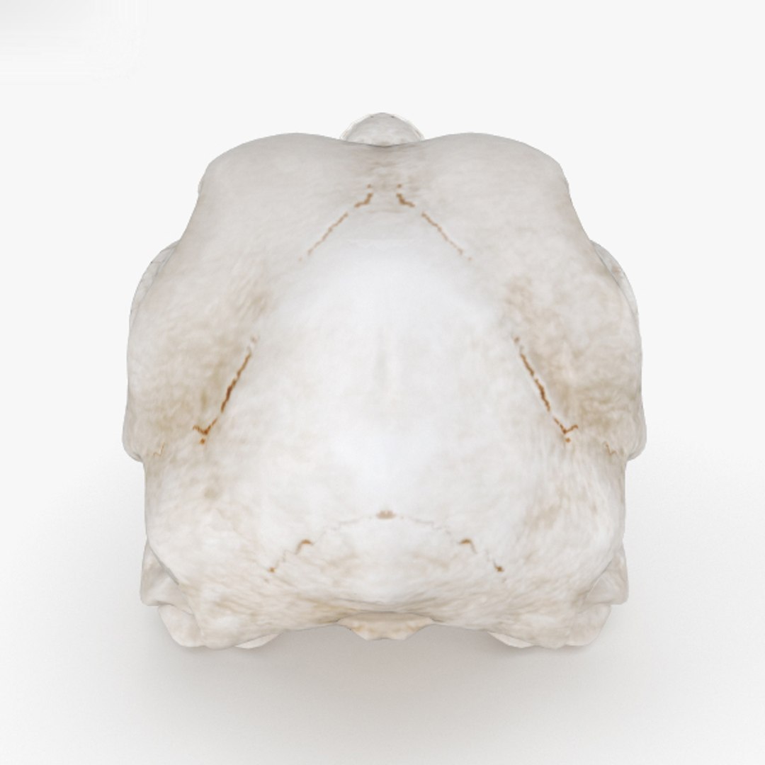 Bird skull 3D model - TurboSquid 1478651