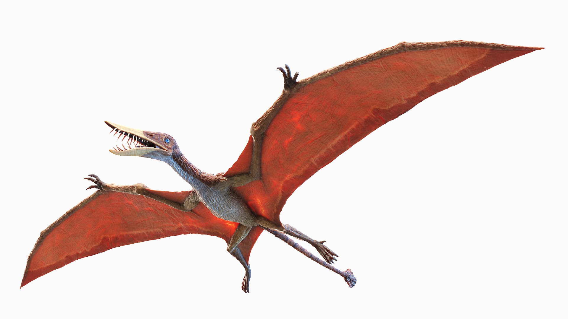 Rhamphorhynchus 3D - TurboSquid 1721703