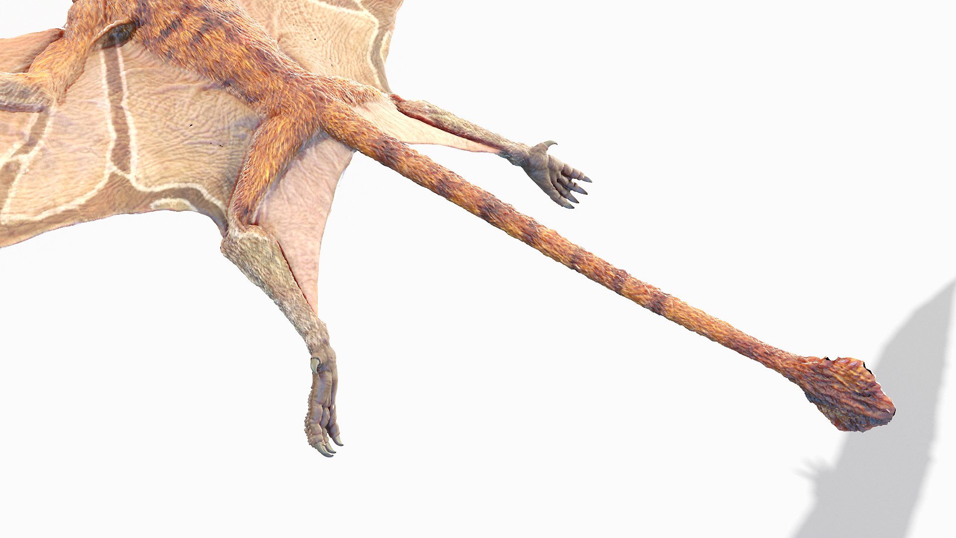 Rhamphorhynchus 3D - TurboSquid 1721703