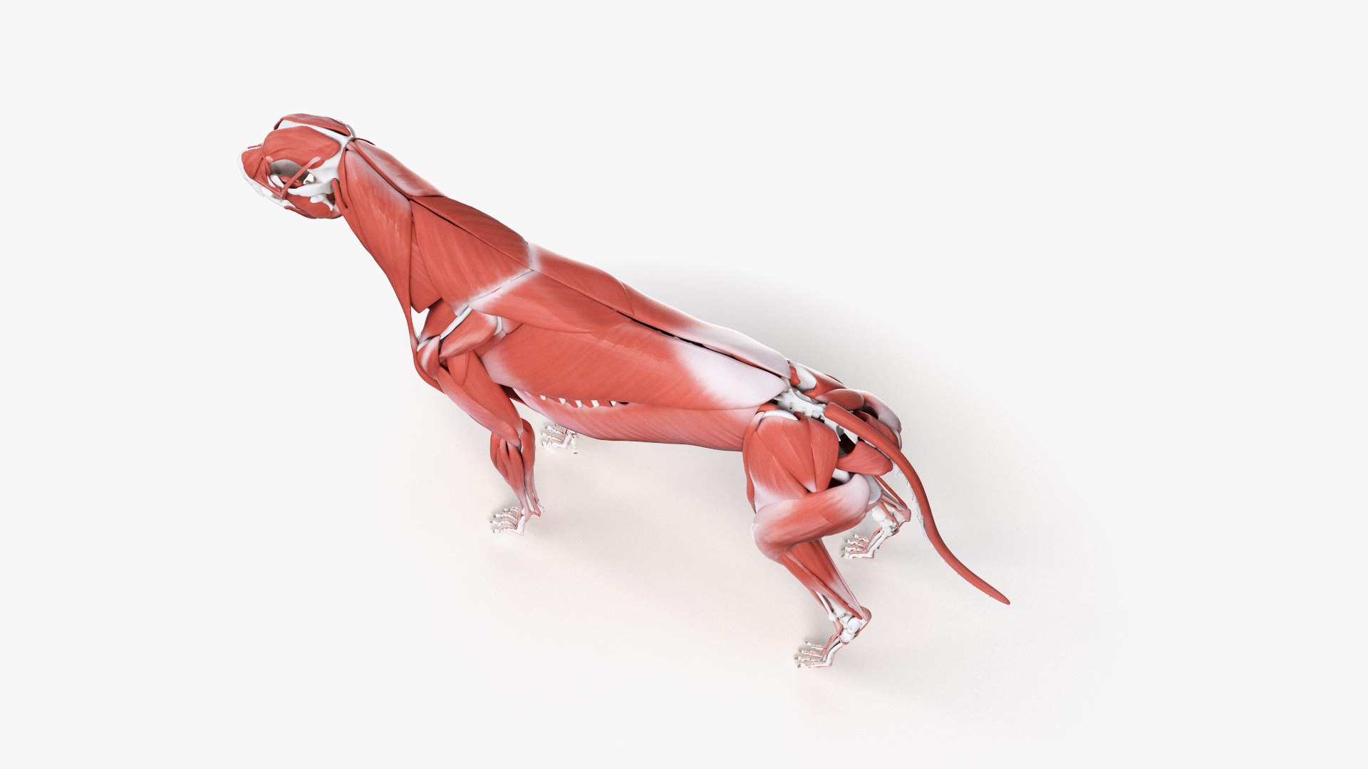 Skin dog skeleton muscles 3D model - TurboSquid 1462906