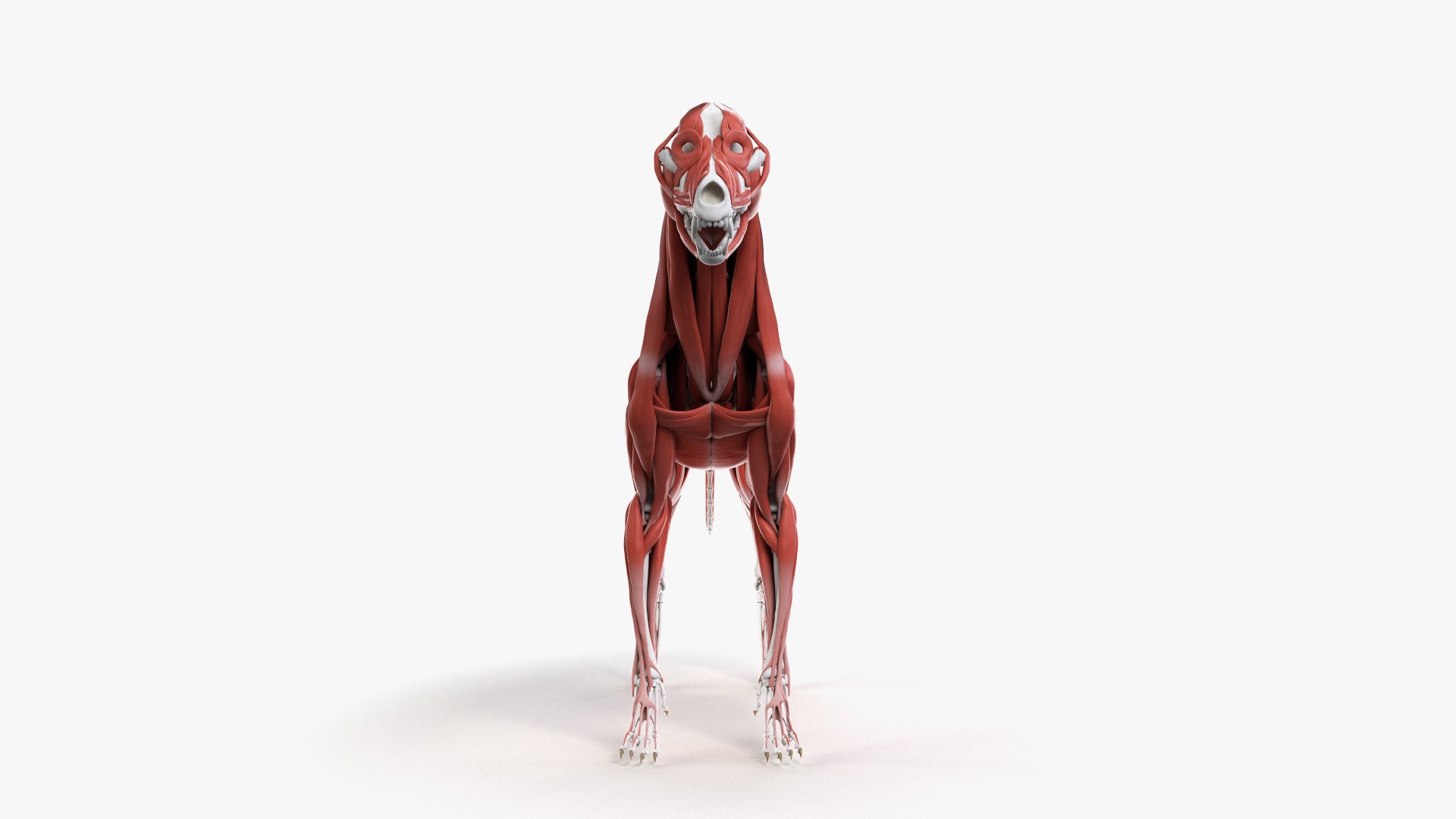 Skin dog skeleton muscles 3D model - TurboSquid 1462906
