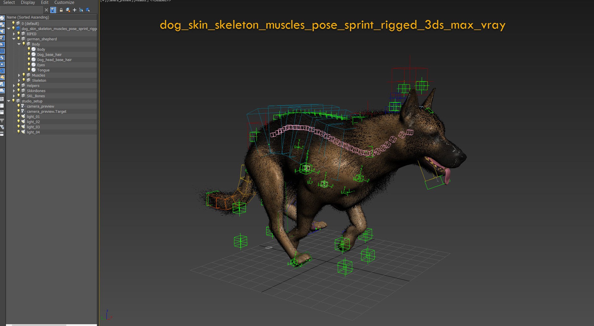 Skin dog skeleton muscles 3D model - TurboSquid 1462906