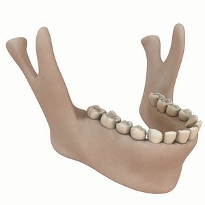 Human Jaw Anatomy 3D - TurboSquid 1808724