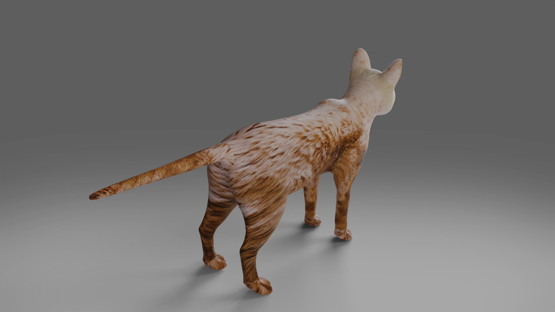 Cat White NO Rigged In Blender 3D Model - TurboSquid 1984547