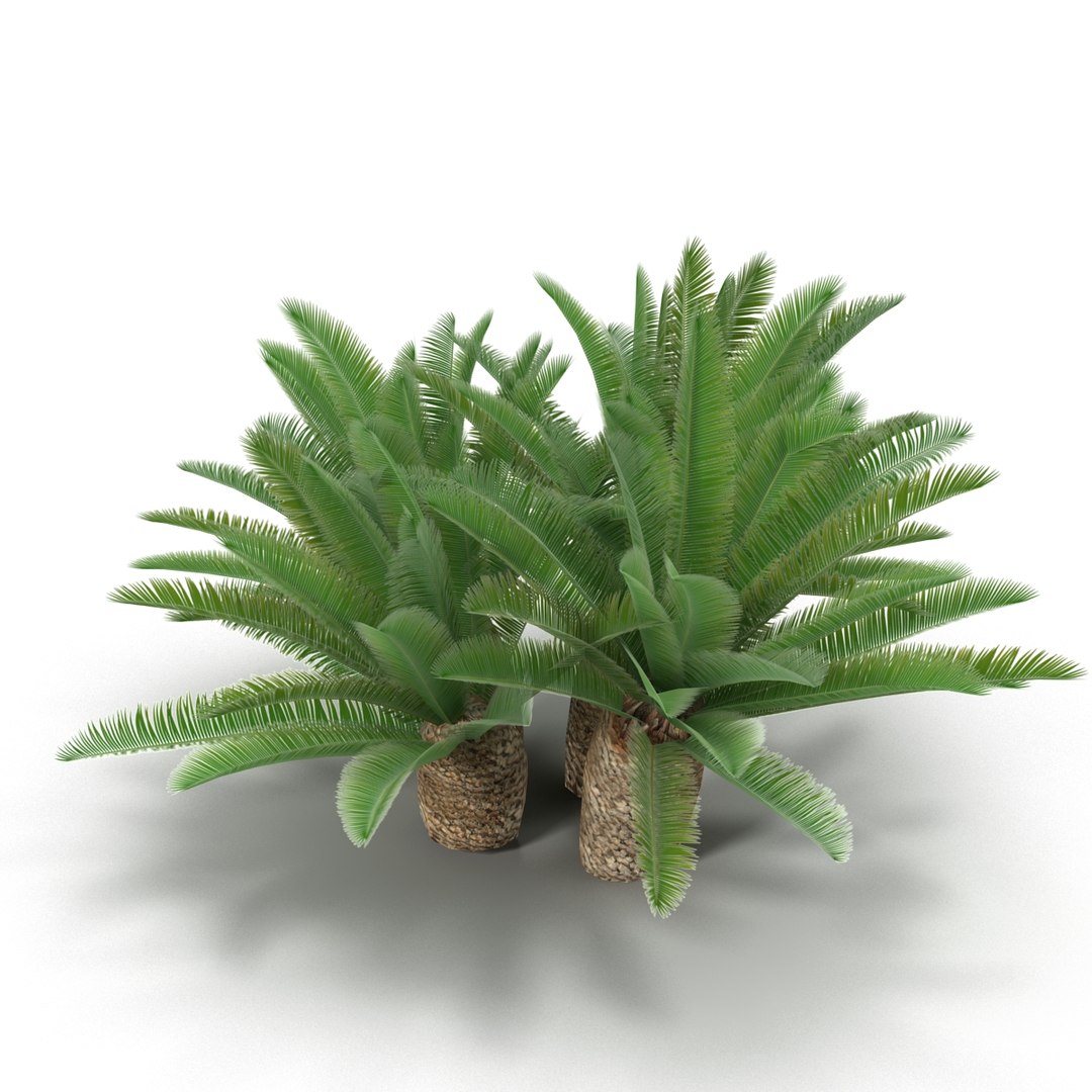 Cycas 3D - TurboSquid 1239862