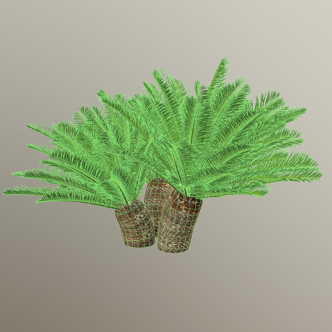 Cycas 3D - TurboSquid 1239862
