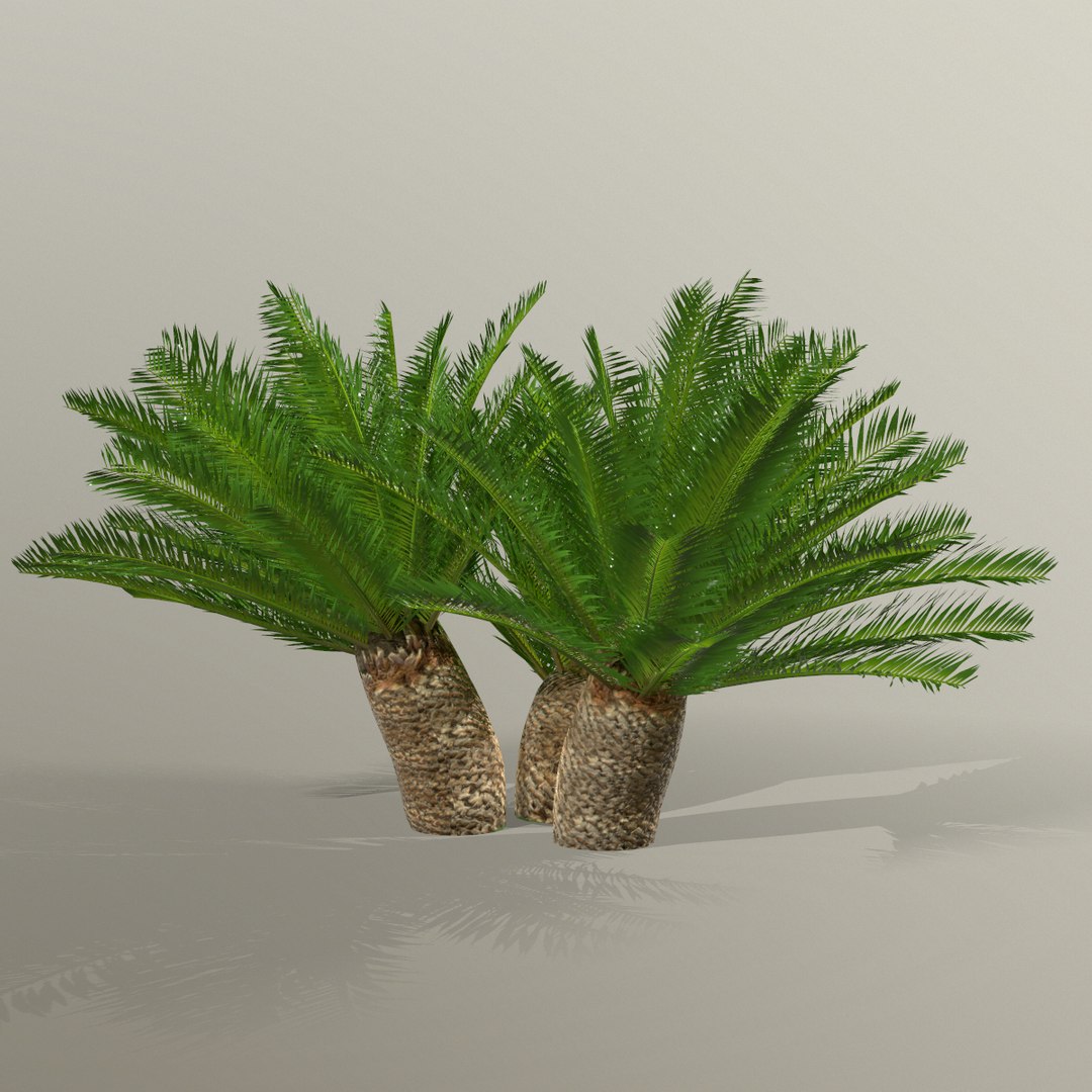 Cycas 3D - TurboSquid 1239862