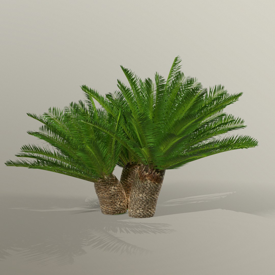 Cycas 3D - TurboSquid 1239862